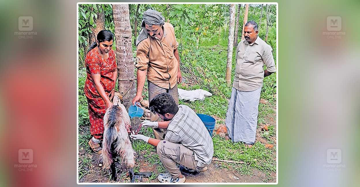ചെന്നായ്ക്കൂട്ടം രണ്ട് ആടുകളെ ആക്രമിച്ചു | Pulpally | Seethamound ...