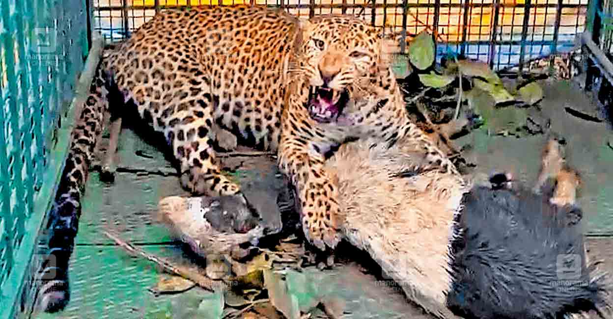 പിടികിട്ടാപ്പുലി കൂട്ടിൽ; പിടിയിലായത് നാലു വയസ്സുള്ള ആൺപുലി: ‘ആ ...