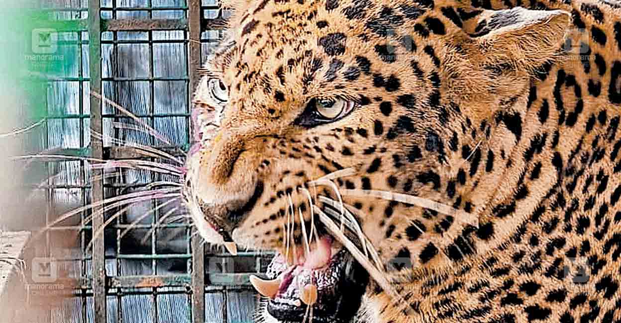 പിടികിട്ടാപ്പുലി കൂട്ടിൽ; പിടിയിലായത് നാലു വയസ്സുള്ള ആൺപുലി: ‘ആ ...