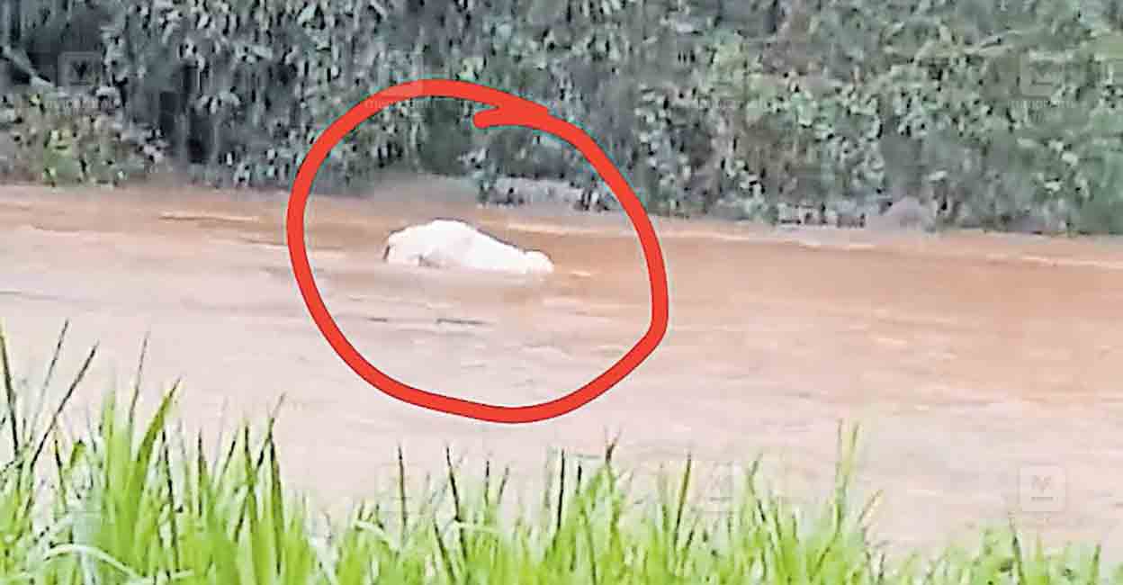 കണ്ണീർക്കണമായി ആനക്കുട്ടി | Kerala | Wayanad | Thirunelli | Elephant ...
