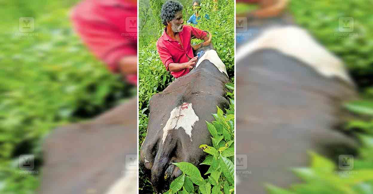സെക്കൻഡ് വൈകിയെങ്കിൽ കടുവ പശുവിനെ തീർത്തേനെ | Gudalur | Tiger attack ...