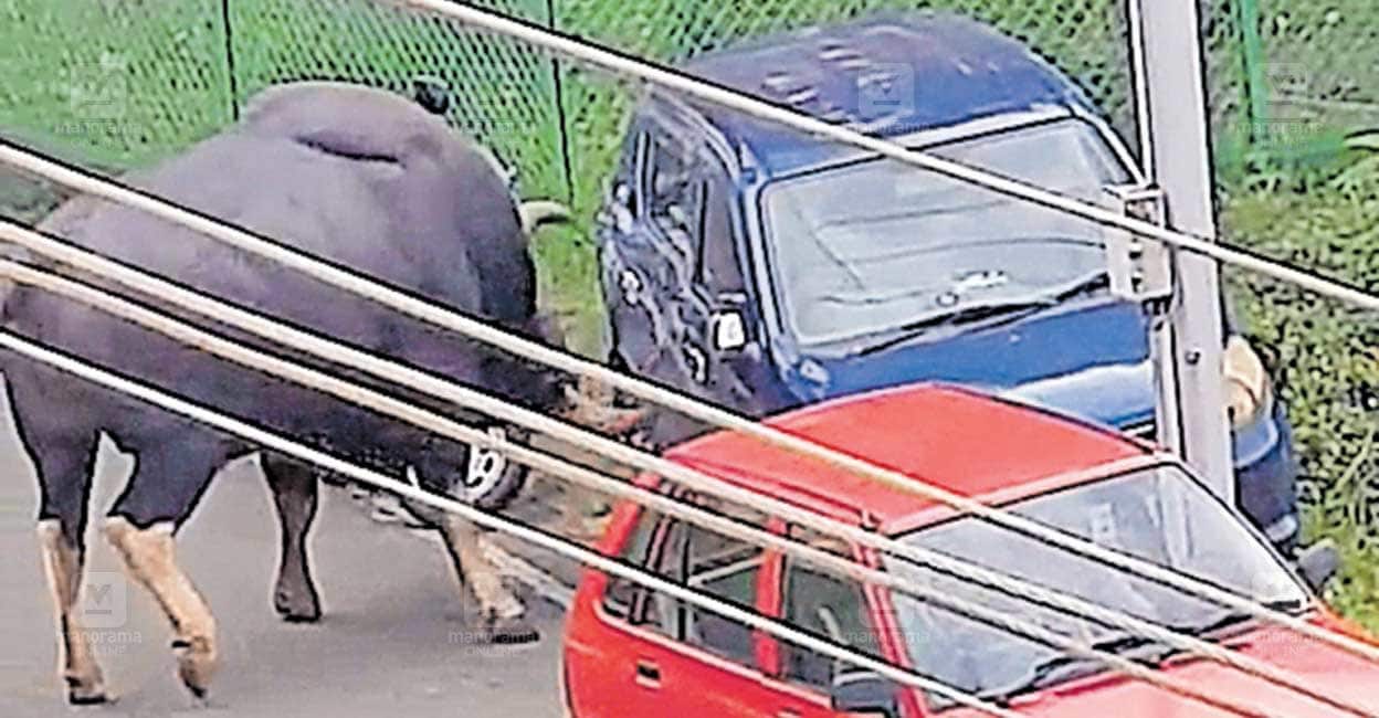 കാട്ടുപോത്തുകൾ പോരടിച്ചു: വാഹനം റോഡിൽ നിർത്തി യാത്രികർ ഓടി; 4 വണ്ടിക ...