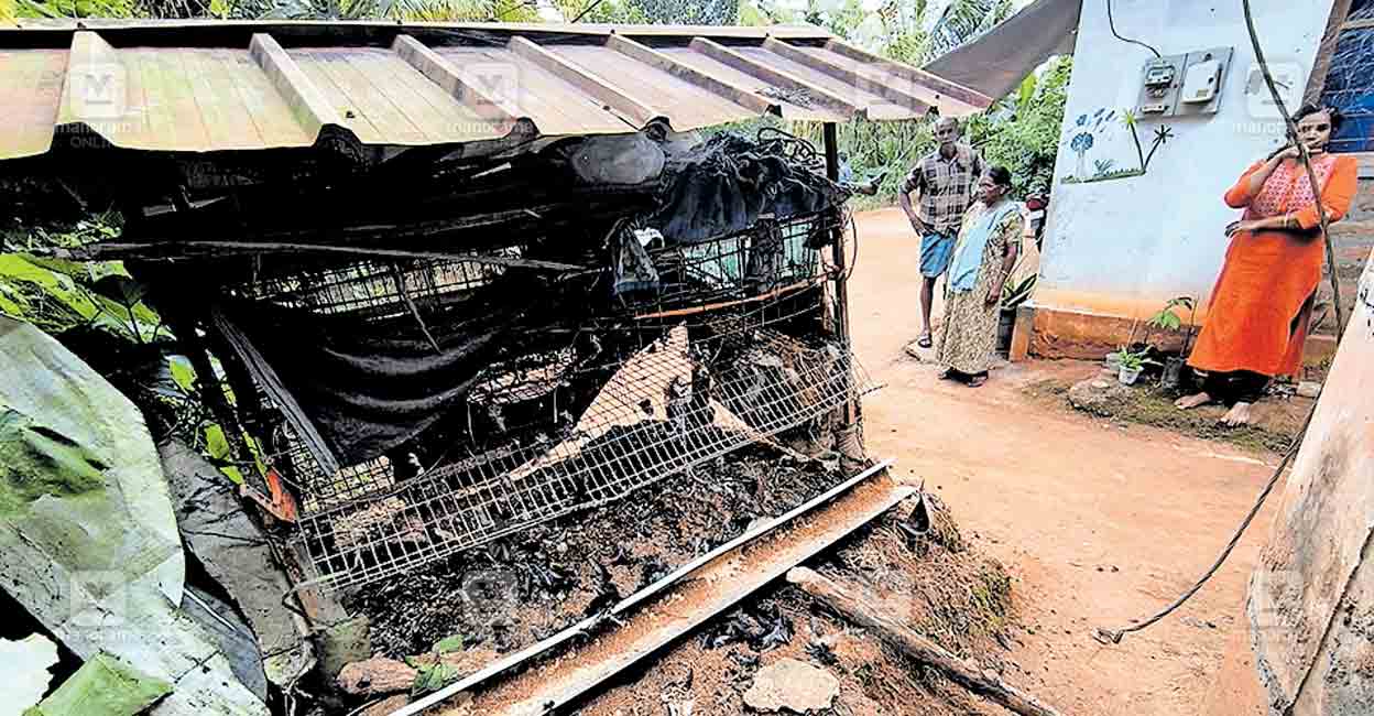 മാടക്കരയിൽ കൂടു പൊളിച്ച് 8 കോഴികളെ പിടിച്ച് പുലി | Tiger attack in ...