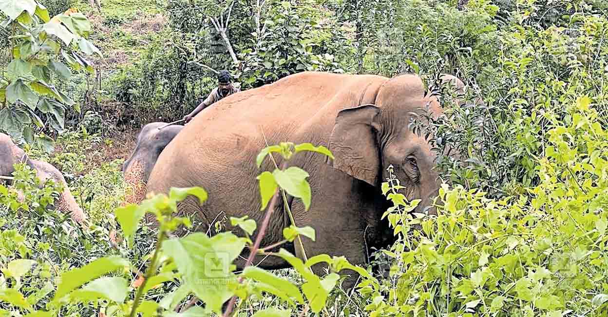 കൊലയാളിയാനയെ മയക്കുവെടി വച്ച് പിടിച്ചു; അഭയാരണ്യത്തിലെ ആനക്കൊട്ടിലിലേക്കു മാറ്റി | Radhakrishnan ...