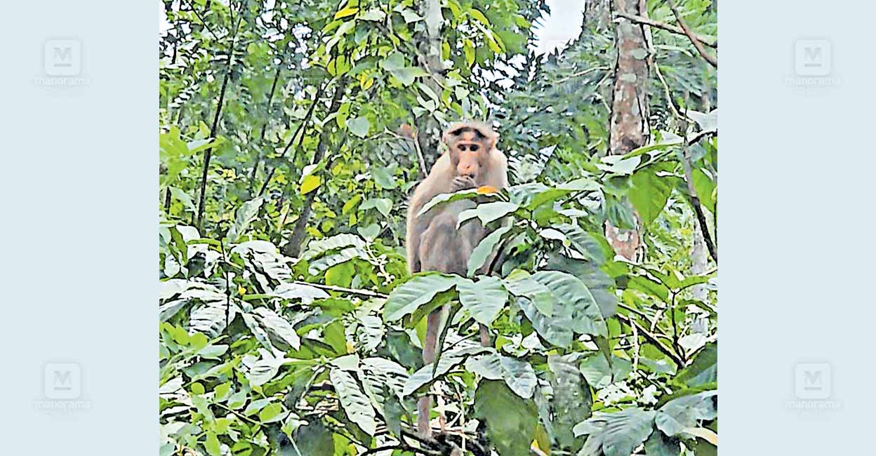 കുരങ്ങുശല്യം മൂലം പൊറുതിമുട്ടി പനമരം പഞ്ചായത്തിലെ കർഷകർ | Monkey menace ...