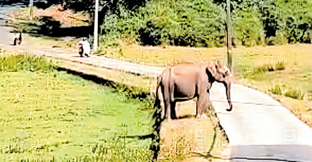 വിലങ്ങാടി വനപാതയിൽ യാത്രക്കാരെ തടഞ്ഞ് കാട്ടാന | Wayanad elephant attack ...