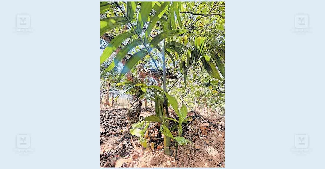 കൗതുകമായി കമുകിൻ തൈ | Arecanut sapling | Multiple arecanut saplings ...