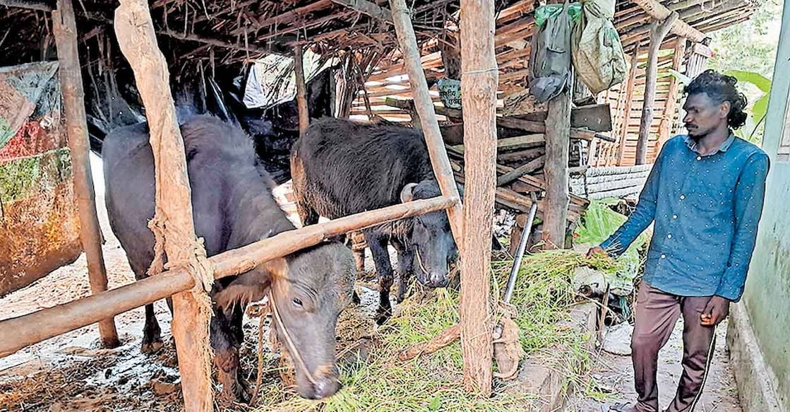 കടുവ കറങ്ങുന്നു; പോത്തുകുട്ടികളെ പുറത്തിറക്കാതെ യുവാവ് | Tiger attack ...