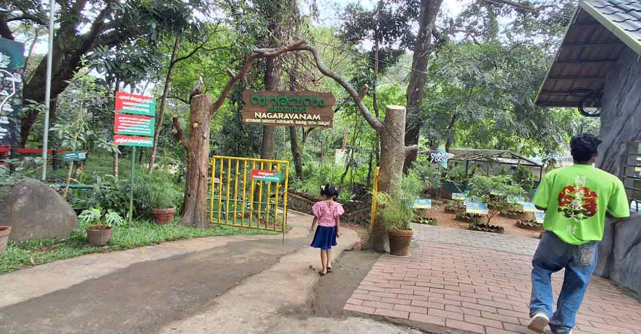 ഒന്നര വർഷത്തിനിടെ എത്തിയത് ഒരു ലക്ഷത്തിലേറെ പേർ; കൗതുകമായി വയനാട്ടിലെ ...
