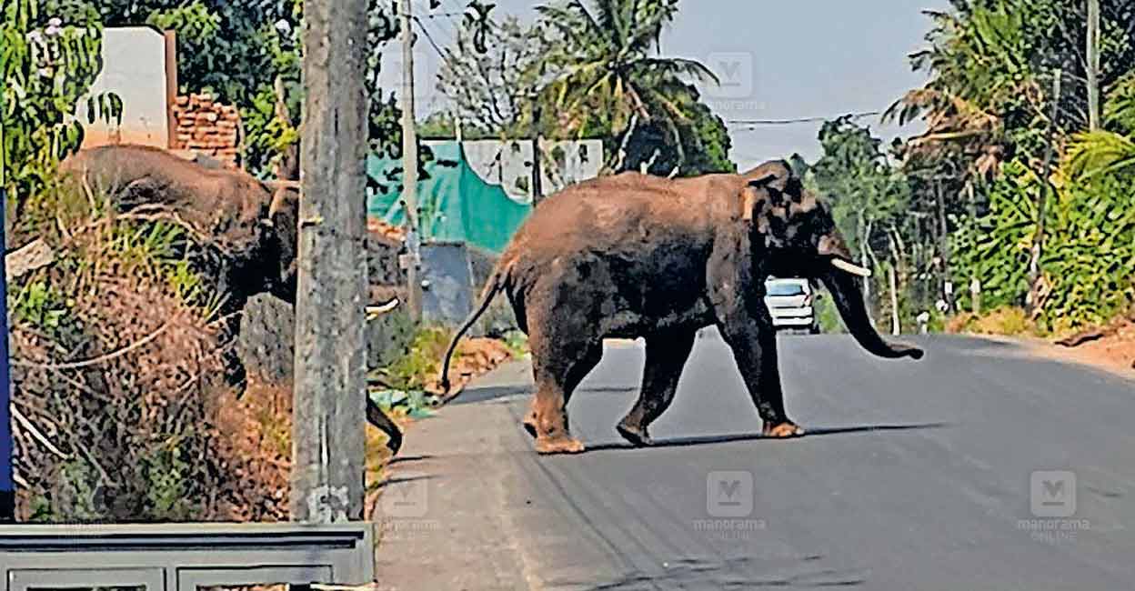 ഏരനെല്ലൂരിനെ രെ ആശങ്കയിലാഴ്ത്തിയത് 2 വലിയ കൊമ്പന്മാർ; ഭീതി പരത്തി ...