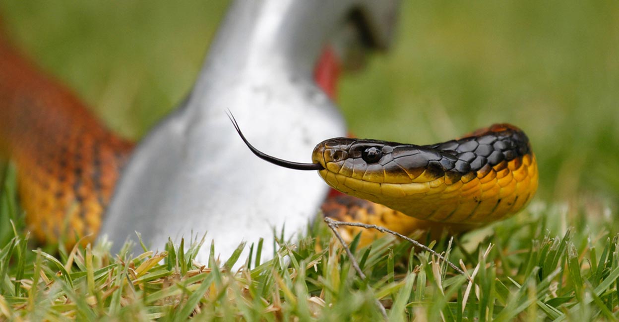 ‘സർപ്പ’ കടിക്കില്ല; കടി കൊള്ളാതെ കാക്കും | SARPA App | Snake Catching ...