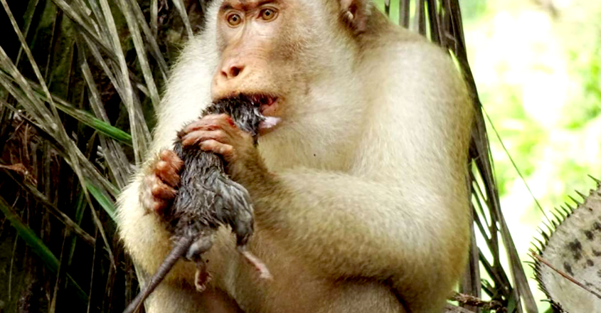 എലികളെ വേട്ടയാടുന്ന കൊലയാളി കുരങ്ങുകൾ; അമ്പരന്ന് ശാസ്ത്രലോകം! | Killer ...