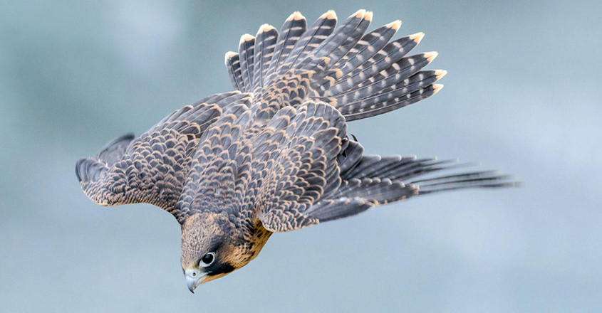 പക്ഷികളുടെ ഇടത്താവളത്തിൽ പെരിഗ്രിൻ ഫാൽക്കൻ, ലോകത്തിലെ വേഗമേറിയ പക്ഷി ...