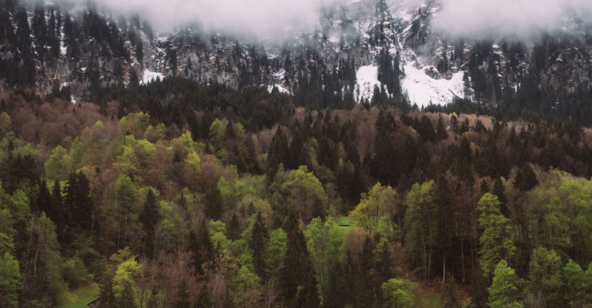 'ക്വിൻഗ്വാ താഴ്‌വര' :മഞ്ഞുമലകൾ നിറഞ്ഞ ഗ്രീന്‍ലന്‍ഡിലെ ഒരേയൊരു വനം ...