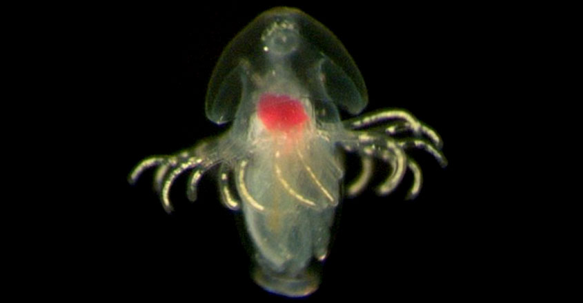 ആഴക്കടലിലെ അജ്ഞാത ലാര്‍വകള്‍; പ്രകൃതി ഒളിപ്പിച്ച നിഗൂഢ രഹസ്യം ...