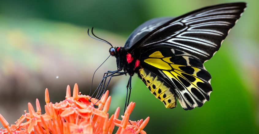 പക്ഷിച്ചിറകൻ അഥവാ സതേൺ ബേഡ്‌വിങ് ;ചിത്രശലഭങ്ങളെ അറിഞ്ഞ് കുട്ടിക ...