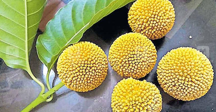 മഞ്ഞ കലർന്ന വെള്ള പൂക്കള്‍ ; ഔഷധ തോട്ടത്തിൽ സുഗന്ധം പരത്തി കടമ്പ് മരം ...