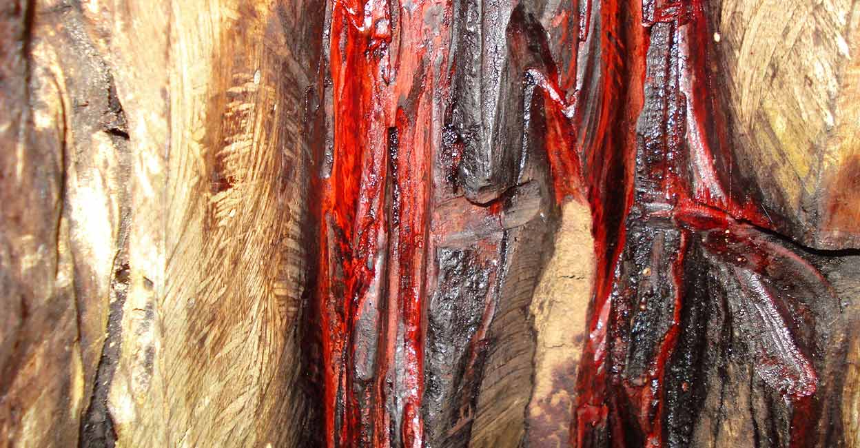 ബ്രസീലിന് എങ്ങനെ ആ പേര് കിട്ടി? യൂറോപ്പിനെ ചുവപ്പിച്ച അപൂർവ മരം ...