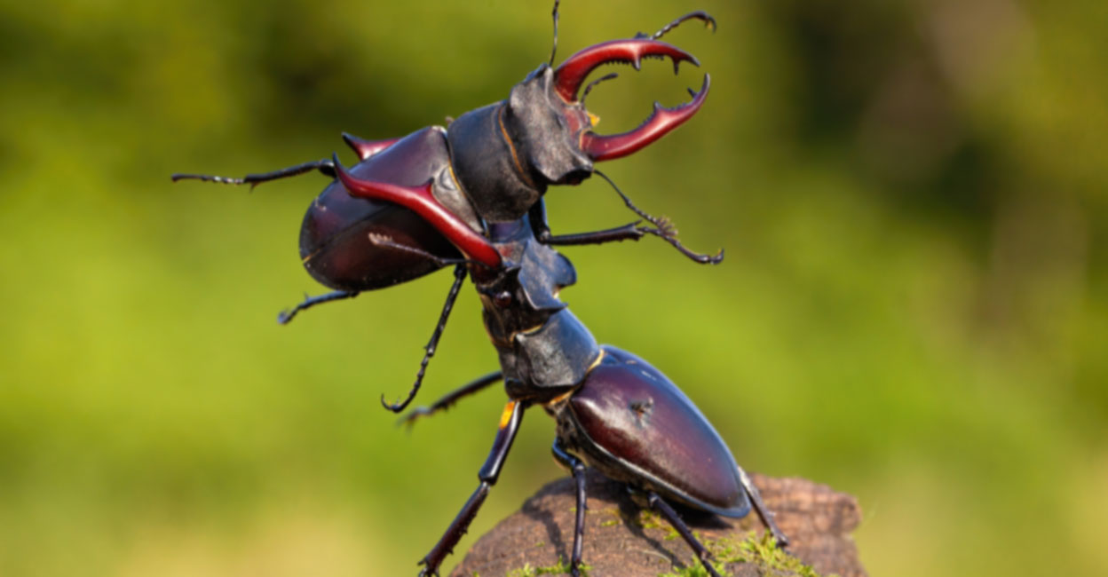 കിട്ടിയാൽ ഒറ്റ രാത്രികൊണ്ട് കോടിപതി, പ്രത്യേകതകളേറെ; ഈ വണ്ട് ...