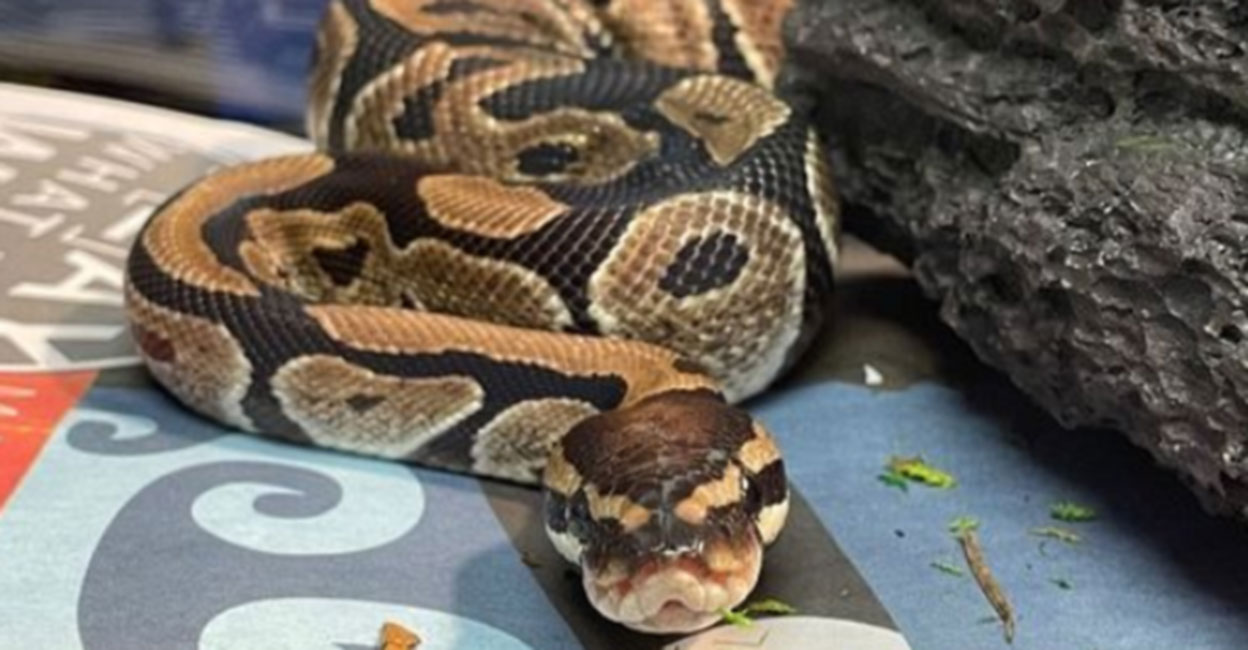 സൂപ്പർമാർക്കറ്റിലെ ഷെൽഫിൽ വിശ്രമിച്ചു; പിടികൂടിയ പെരുമ്പാമ്പിന് ഒടുവിൽ പുതിയ വീട് | Python ...