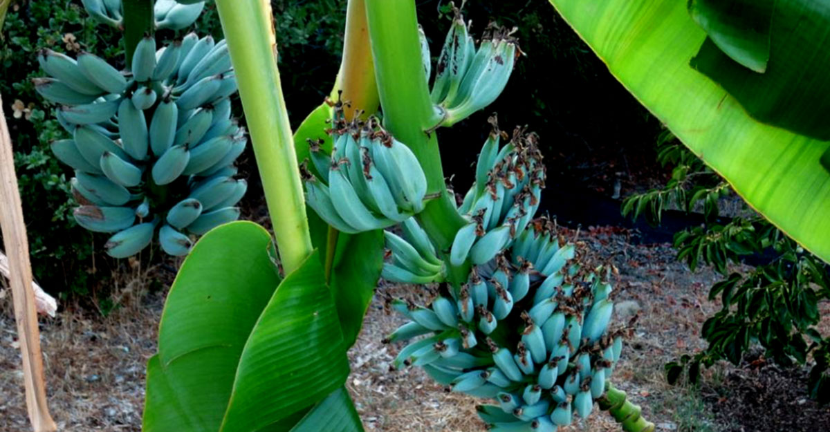 നീല നിറമുള്ള തൊലി, എസ്‌ക്രീമിന്റെ രുചി; കൗതുകമായി ബ്ലൂ ജാവ വാഴപ്പഴം ...