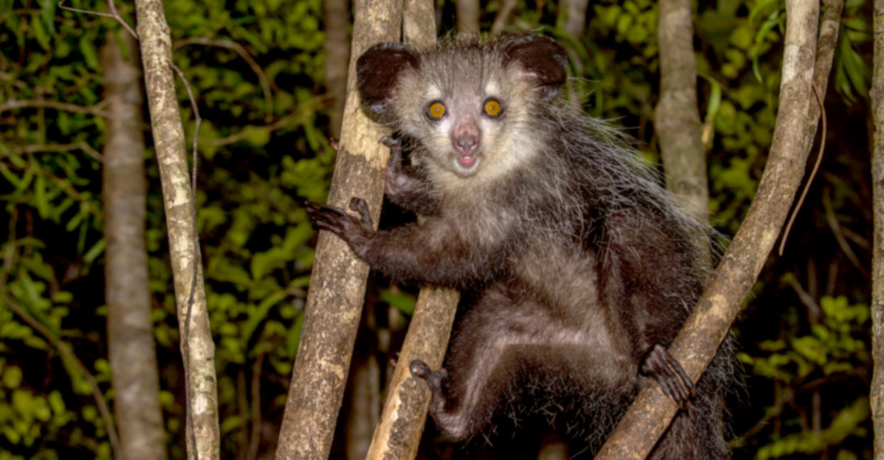 മരണദൂതൻ, ഹൃദയം തുളച്ച് ചോര കുടിക്കും; ഗ്രാമം മുഴുവൻ ഭയപ്പെടുന്ന ‘നിഗൂഢ ...