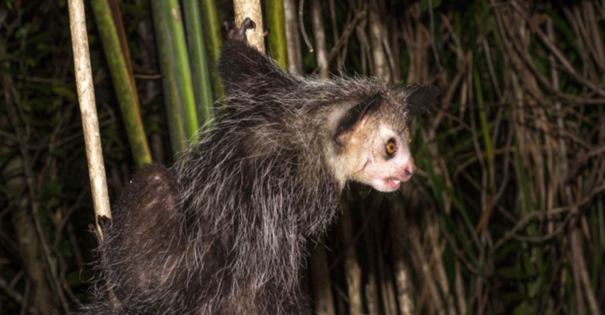 മരണദൂതൻ, ഹൃദയം തുളച്ച് ചോര കുടിക്കും; ഗ്രാമം മുഴുവൻ ഭയപ്പെടുന്ന ‘നിഗൂഢ ...