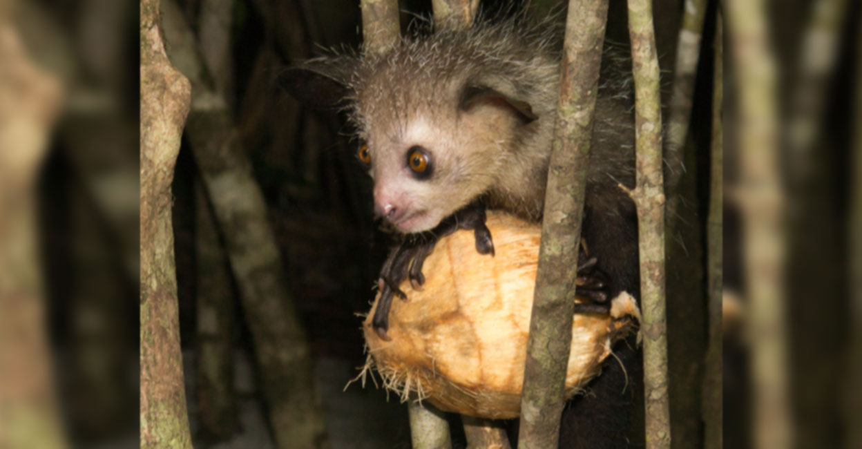മരണദൂതൻ, ഹൃദയം തുളച്ച് ചോര കുടിക്കും; ഗ്രാമം മുഴുവൻ ഭയപ്പെടുന്ന ‘നിഗൂഢ ...
