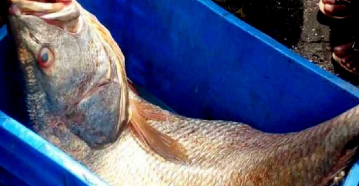 50000 രൂപ മുതൽ ലക്ഷങ്ങൾ വില വരുന്ന ‘കടലിലെ സ്വർണം’;അറിയാം ഈ മത്സ്യത്തെ ...