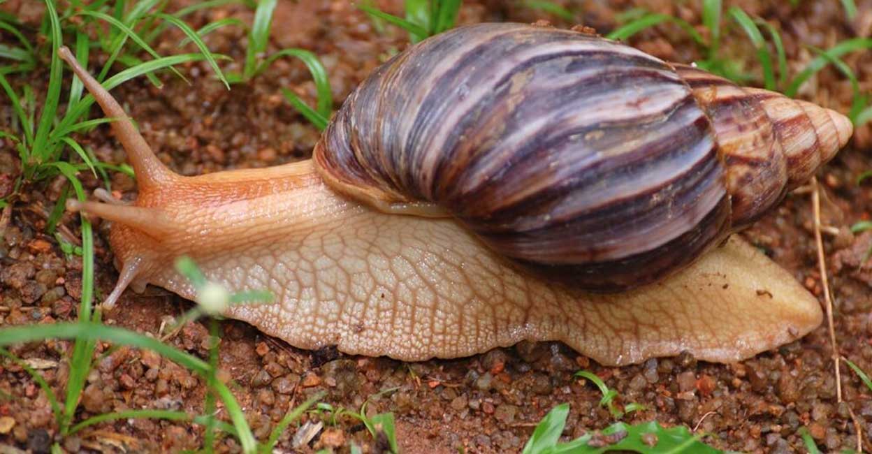 കയ്യുടെ വലുപ്പമുള്ള ഭീകരൻ ഒച്ചുകളെ ചുട്ടുതിന്ന് ആദിമമനുഷ്യർ; രണ്ടേകാ ...