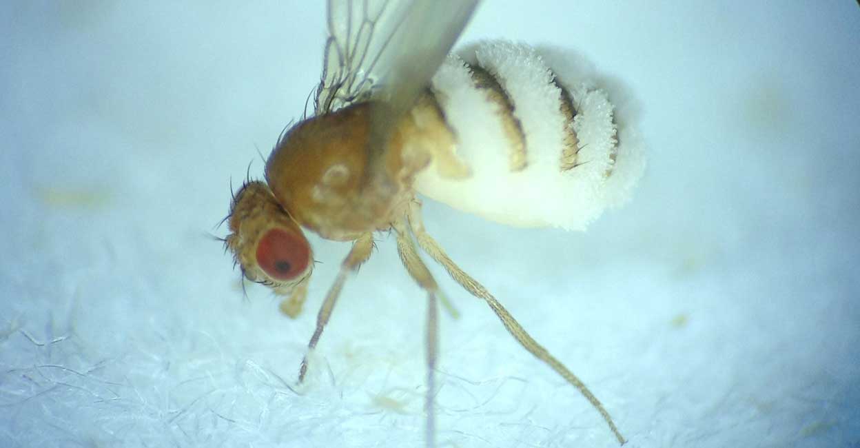 ഈച്ചകളെ ഉയരത്തിലേക്ക് പോയി ചാകാൻ പ്രേരിപ്പിക്കുന്ന ‘സോംബി’ ഫംഗസ് ...