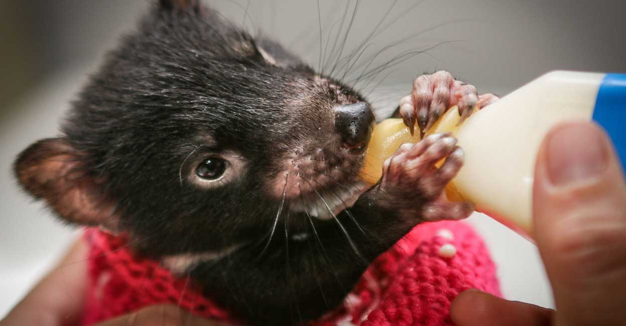 3,000 വർഷത്തിനു ശേഷം ഓസ്ട്രേലിയയിൽ എത്തിയ ടാസ്മാനിയൻ ചെകുത്താന് ...