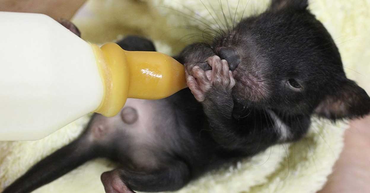 3,000 വർഷത്തിനു ശേഷം ഓസ്ട്രേലിയയിൽ എത്തിയ ടാസ്മാനിയൻ ചെകുത്താന് ...