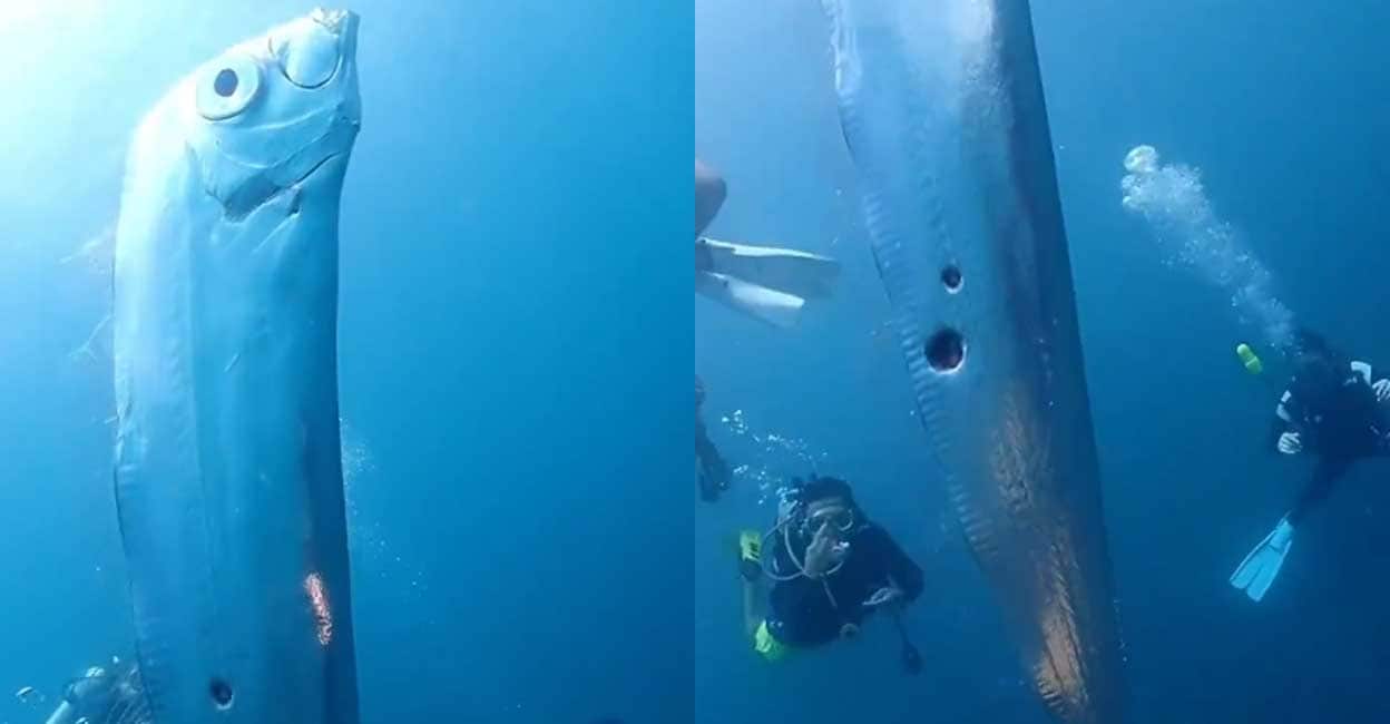 ശരീരത്തിലാകെ നിഗൂഢ മുറിവുകളുമായി ‘ഓർ’മത്സ്യം; സമുദ്രോപരിതലത്തി ...