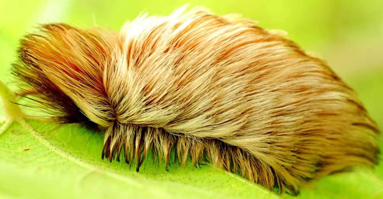 കൊടിയവിഷമുള്ള സുന്ദരൻ കമ്പിളിപ്പുഴു; സഹായിയായി ബാക്ടീരിയ: ഈ ബന്ധത്തിന് ...