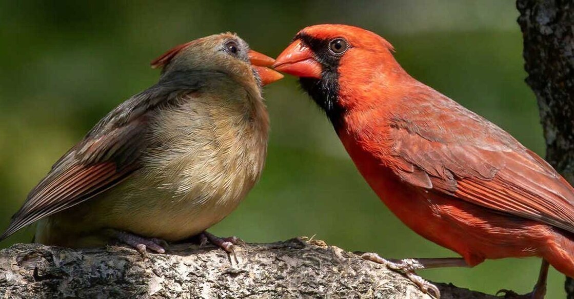 വിവാഹേതര ബന്ധവും വിശ്വാസ വഞ്ചനയും; പക്ഷികൾക്കിടയിലും ‘ഡിവോഴ്സ് ...