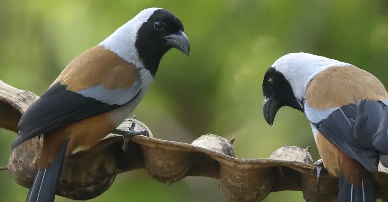 വിവാഹേതര ബന്ധവും വിശ്വാസ വഞ്ചനയും; പക്ഷികൾക്കിടയിലും ‘ഡിവോഴ്സ് ...