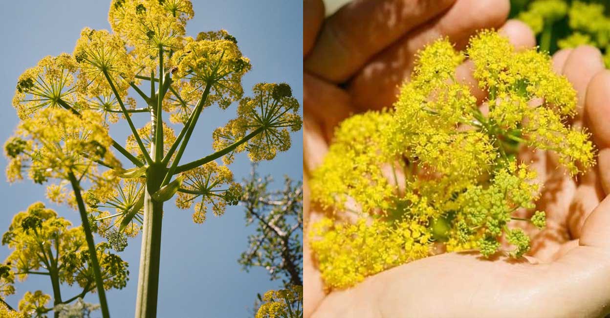 The Rediscovery of Silphium: Ancient Miracle Plant Found in Turkey – Archyde