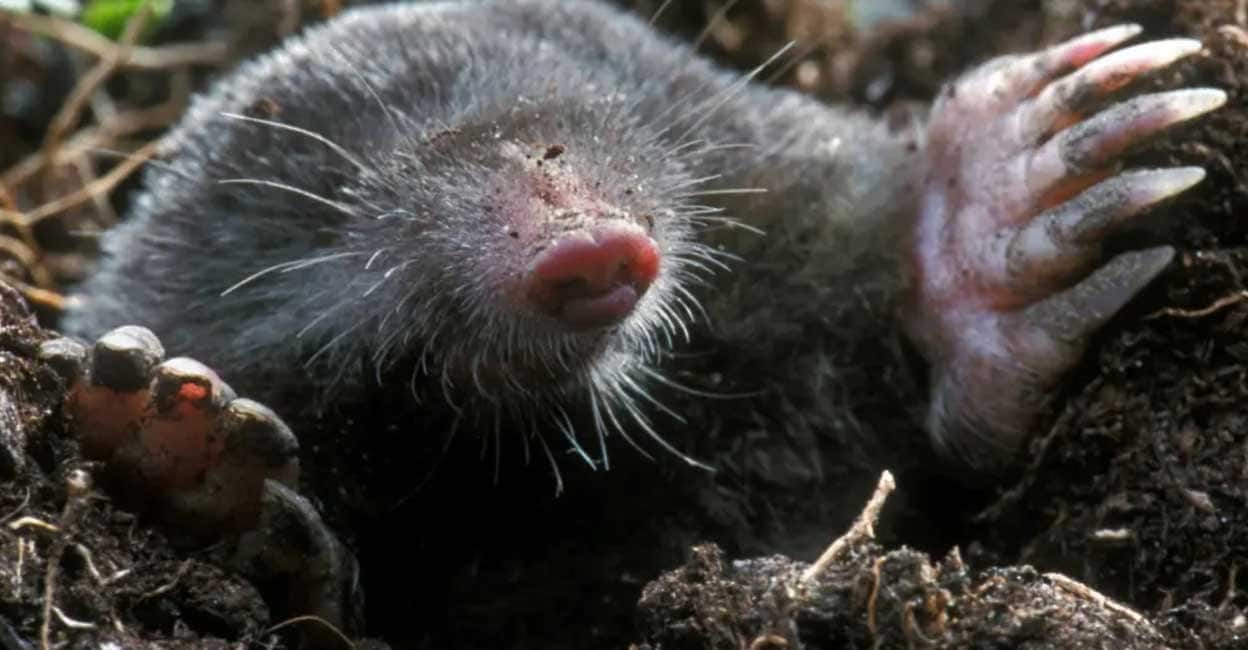 മൂന്ന് ദശലക്ഷം വർഷമായി ഒളിച്ച് ജീവിച്ച ‘മോൾ’; ഇതേതാ, പുതിയ അവതാരം ...
