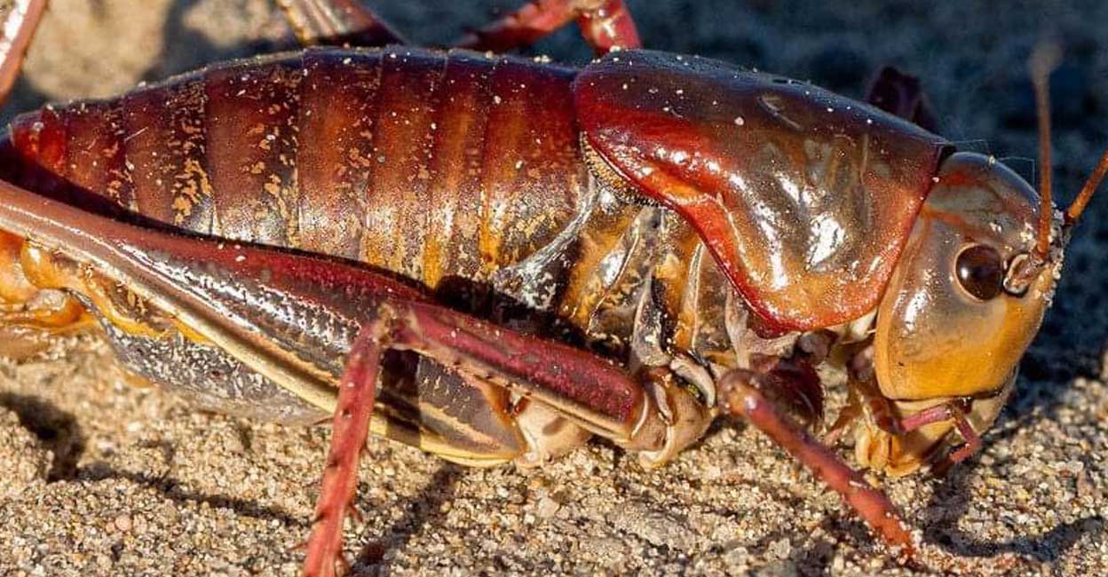 യുഎസ് നഗരത്തെ പൊതിഞ്ഞ് ലക്ഷക്കണക്കിന് ചീവീടുകൾ; കൂട്ടക്കരച്ചിലി ...