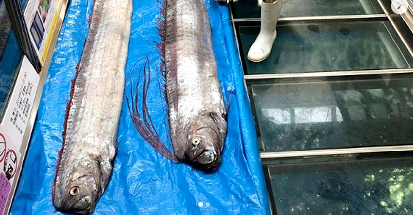 ജപ്പാനിൽ ഭീതി പരത്തി വീണ്ടും ഓർ മത്സ്യങ്ങൾ; പിന്നാലെ സുനാമി എത്തുമോ ...