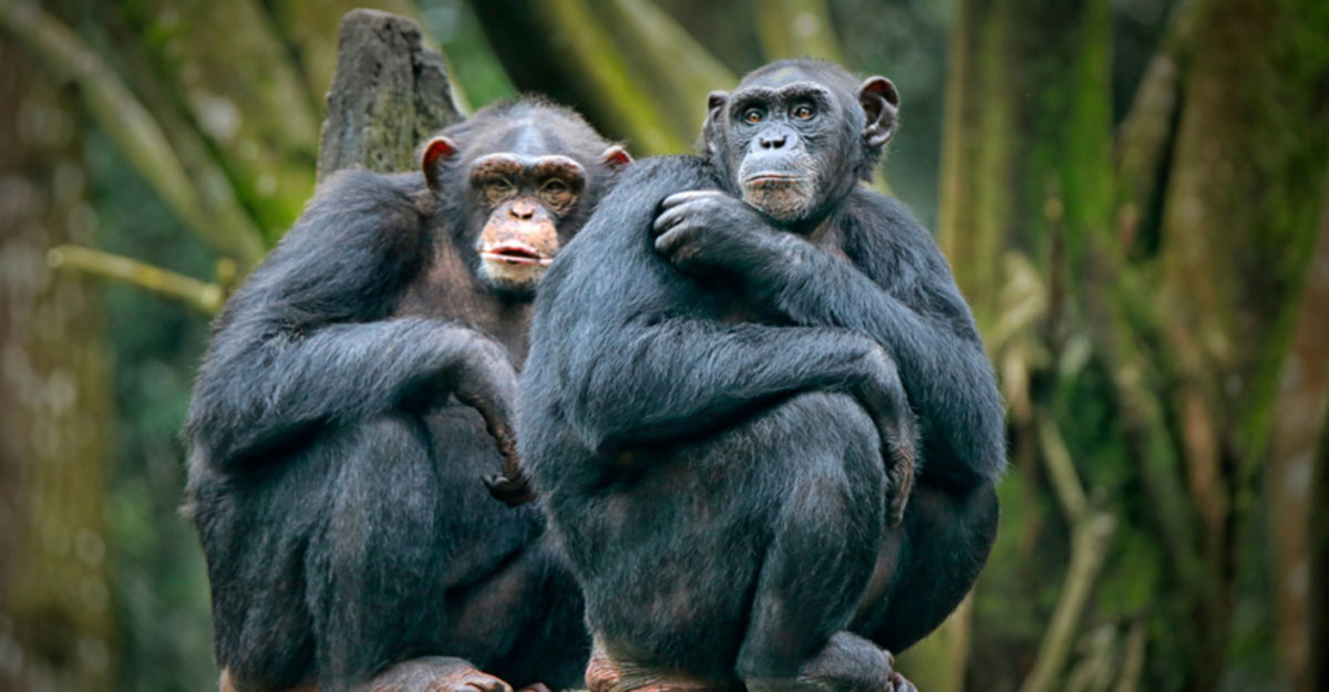 ഭൂമിയെ ഭരിക്കുമോ ബുദ്ധിമാൻമാരായ കുരങ്ങൻമാർ? ശ്രദ്ധേയമായി ‘തലച്ചോ ...