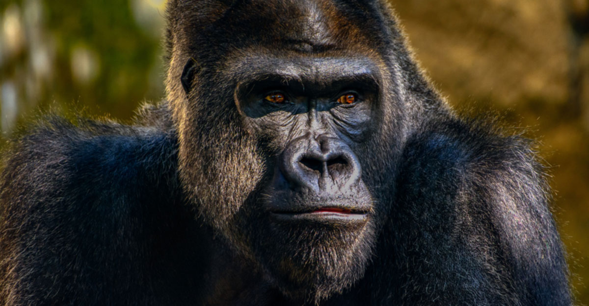 സിംഹത്തെയും പുലിയെയും കൊന്നു തിന്നുന്ന ‘രാക്ഷസ ആൾക്കുരങ്ങുകൾ’; ഭീകരജീവി ...