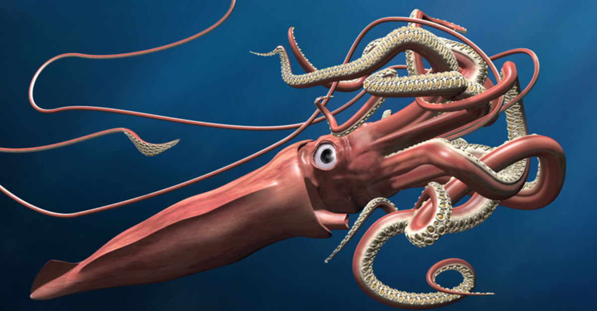 ഭീമാകാരമായ എട്ടുകൈകളും തളികപോലെ വലിയ കണ്ണുകളും; ‘രാക്ഷസക്കണവ’ കടലിലെ ...