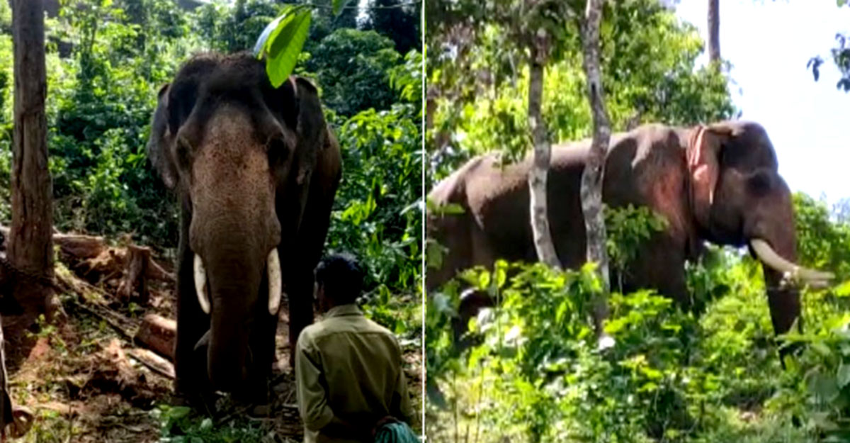 കൊലയാളി കാട്ടാനയെ തളയ്ക്കാനെത്തിയത് ബൊമ്മനും വിജയിയും‌ം പിന്നെ ഡ്രോണും ...