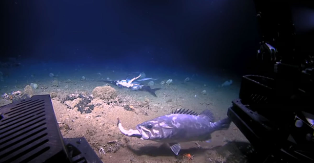 അപ്രതീക്ഷിതമായി കിട്ടിയ വിരുന്നില്‍ സ്വയം മറന്ന് സ്രാവുകൾ; പിന്നാലെ ...