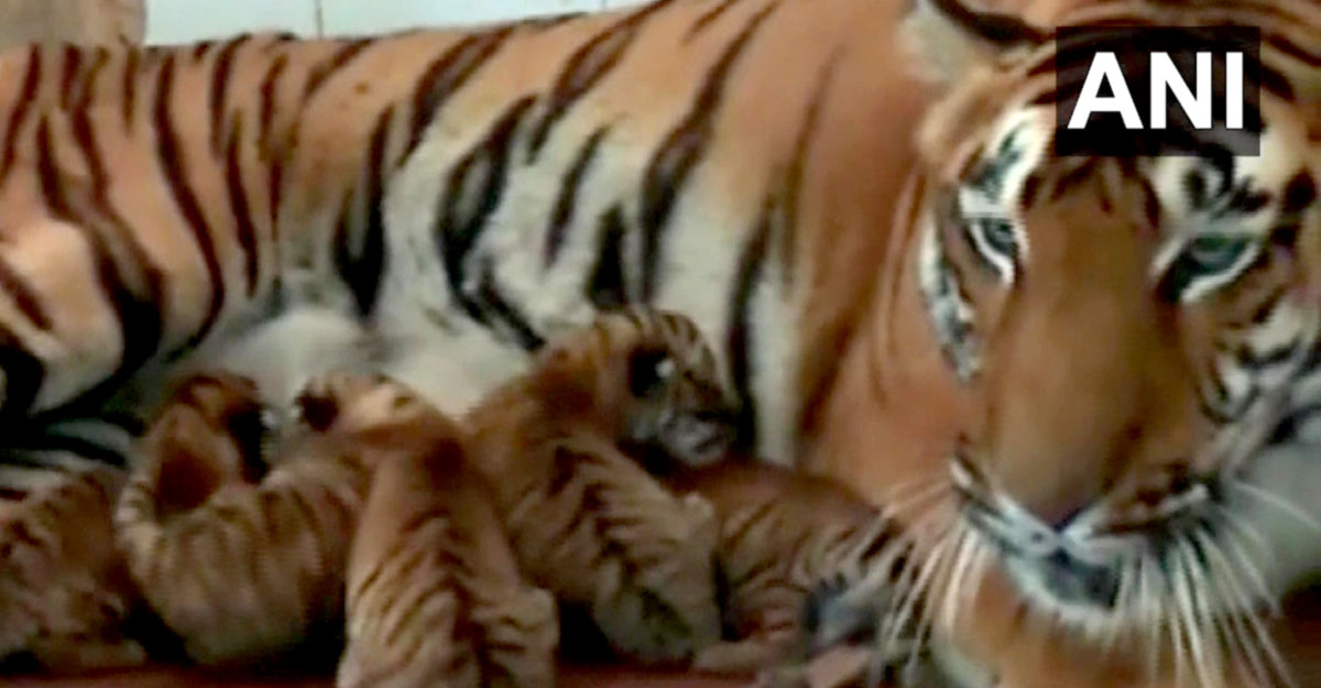 ഒറ്റപ്രസവം; അഞ്ചു കുട്ടികൾ; താരമായി സമൃദ്ധി–സിദ്ധാർഥ് കടുവാ ഇണകൾ | Five ...