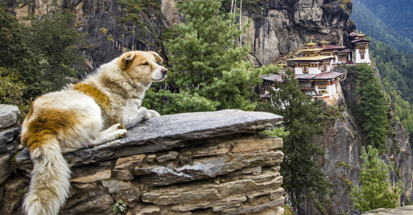 തെരുവുനായ്ക്കളെ ദത്തെടുത്തും മരങ്ങൾ നട്ടും രാജാവിന്റെ പിറന്നാൾ ആഘോഷം ...
