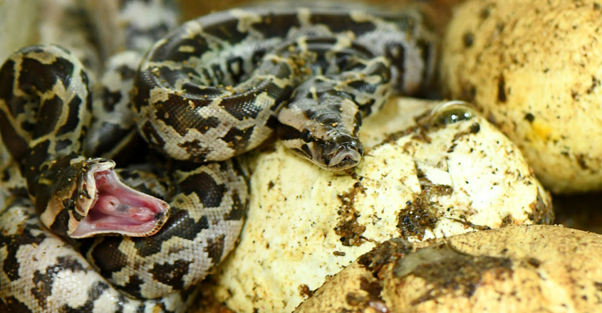 കിട്ടിയത് 22 പെരുമ്പാമ്പിൻ മുട്ടകൾ; കുഞ്ഞുങ്ങൾ വിരിഞ്ഞിറങ്ങിയത് 18 ...