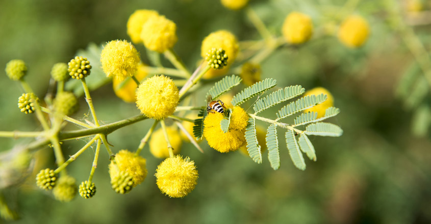 68 വർഷങ്ങൾക്കുശേഷം രാജസ്ഥാനിൽ കണ്ടെത്തിയ അപൂർവ മരം | Rare Species of ...